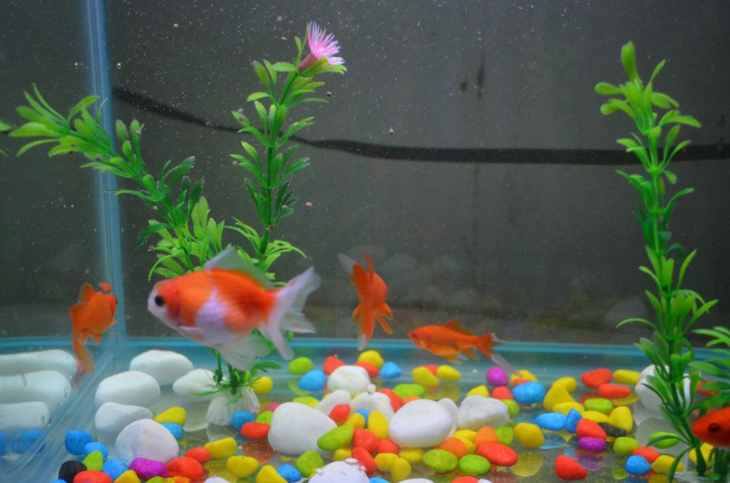 How to Transport Fish When Moving: A to Z Guide