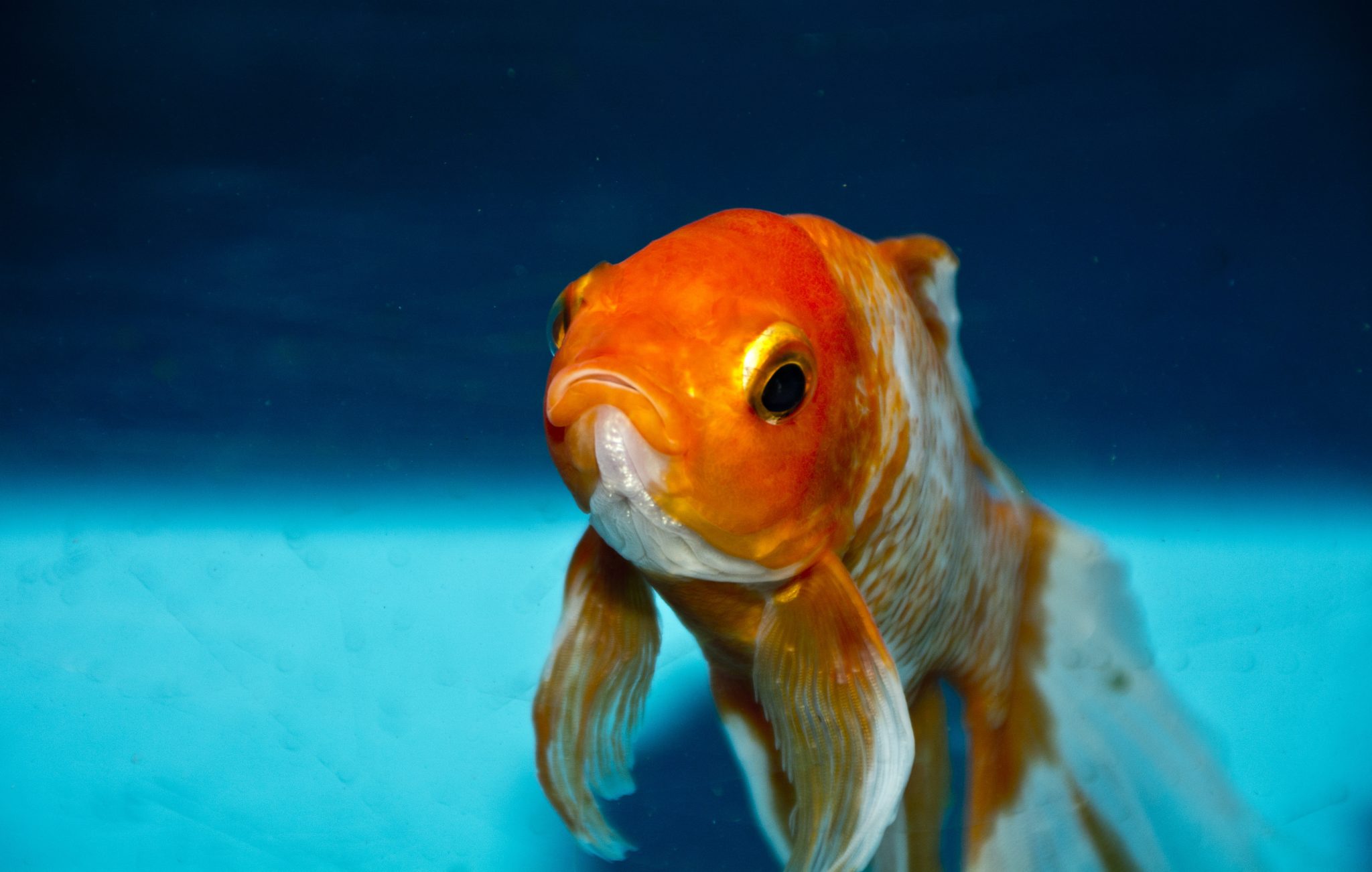 How to Transport Fish When Moving: A to Z Guide